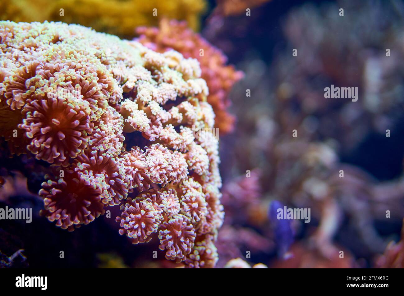 Different types of corals underwater Stock Photo - Alamy