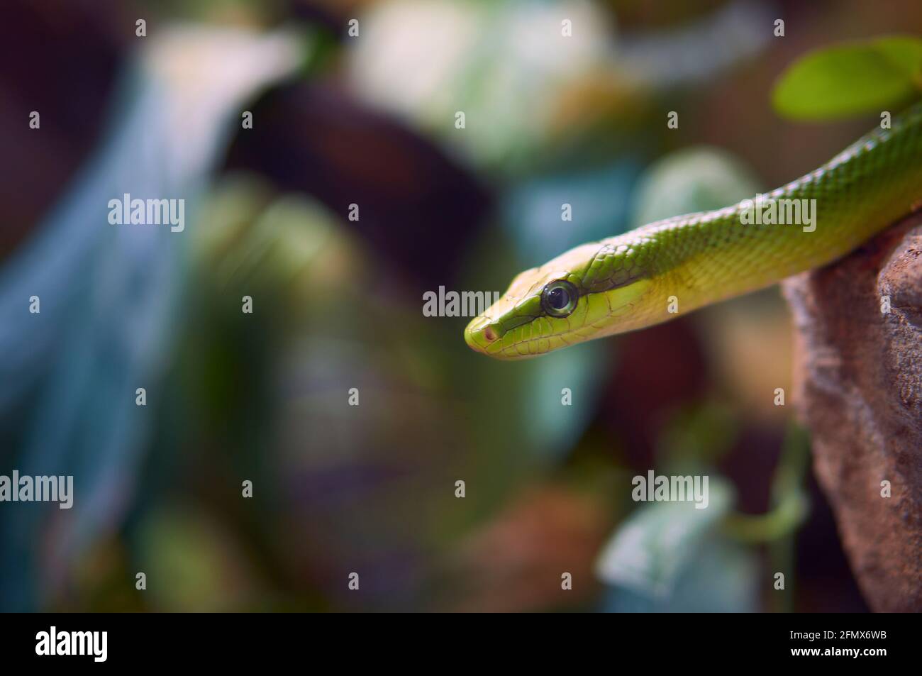Serpent zoo hi-res stock photography and images - Alamy