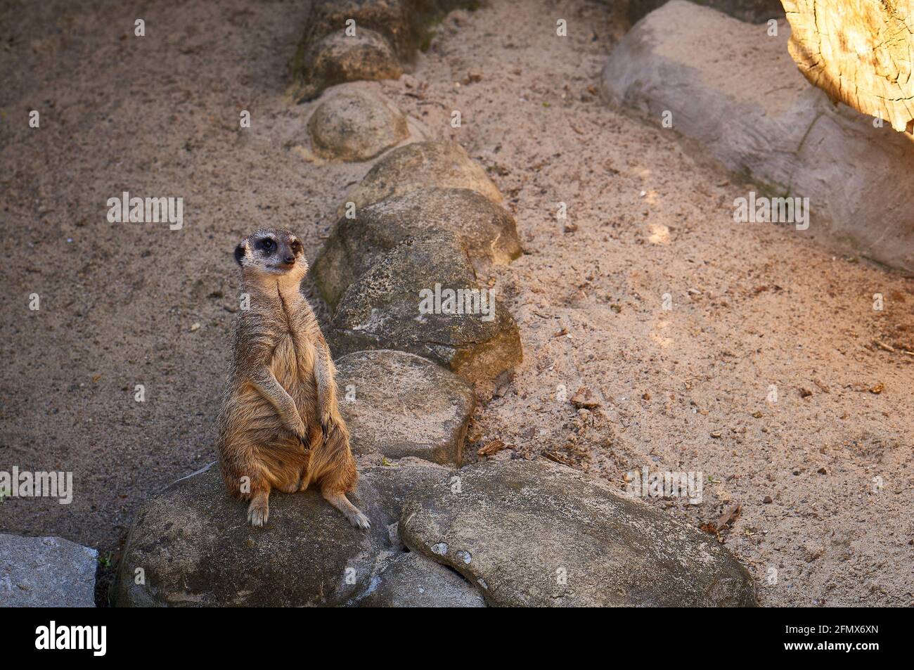 Meerkat sitting on a stone Stock Photo - Alamy