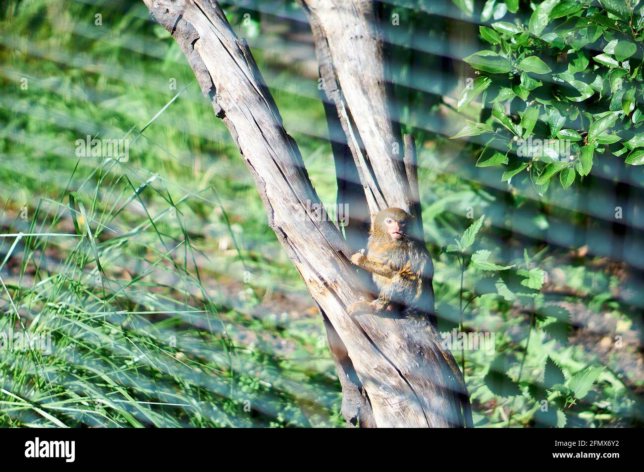 Angry little monkey in a cage behind bars Stock Photo - Alamy