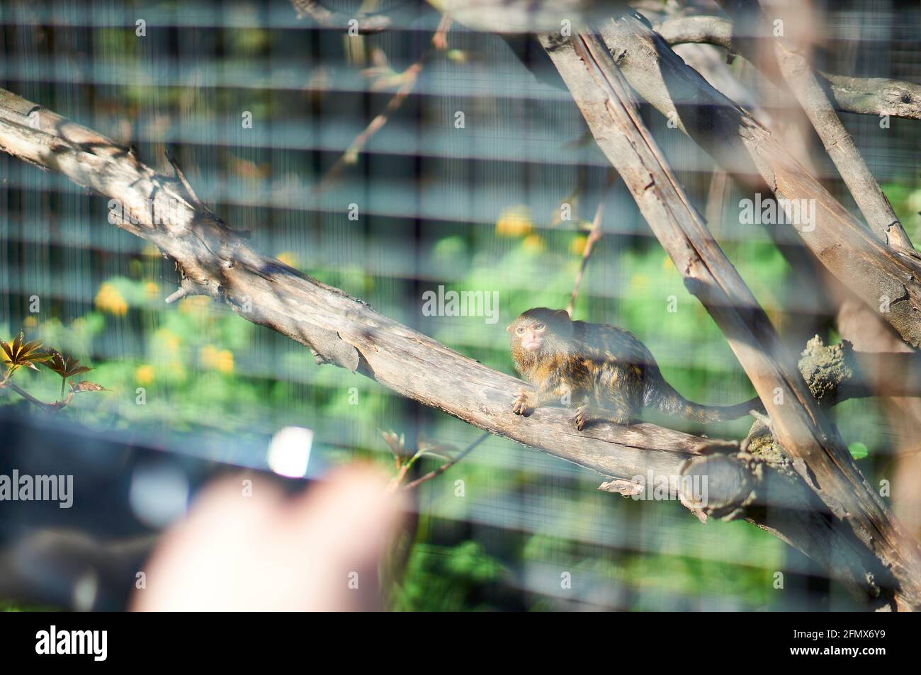 Angry little monkey in a cage behind bars Stock Photo - Alamy
