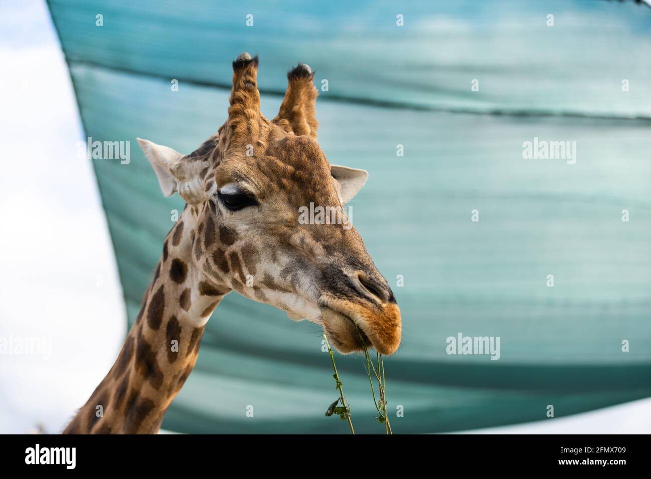 Giraffe behind the fence at the zoo Stock Photo - Alamy