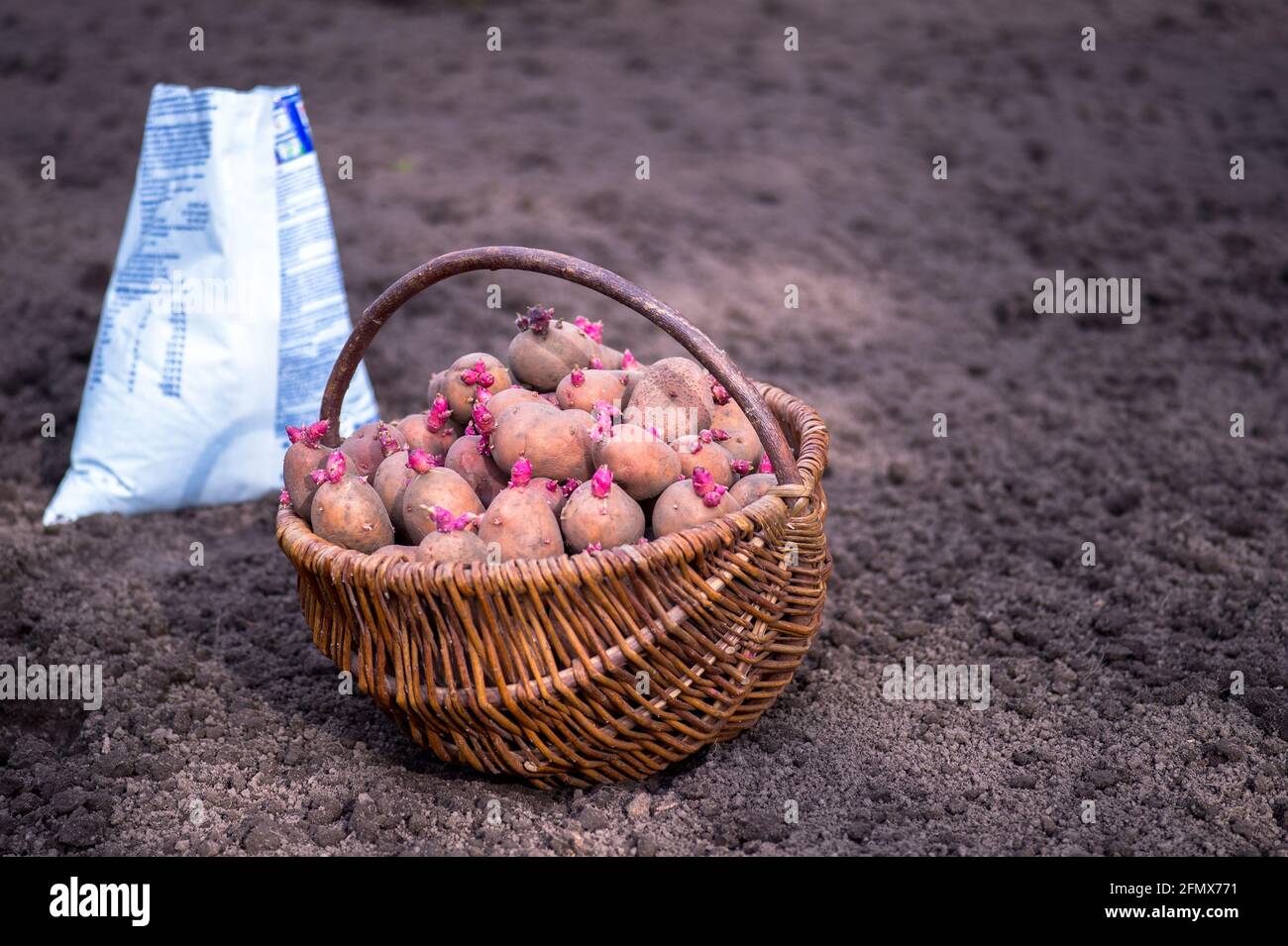 A basket of sprouted potato tubers with pink sprouts on the background ...