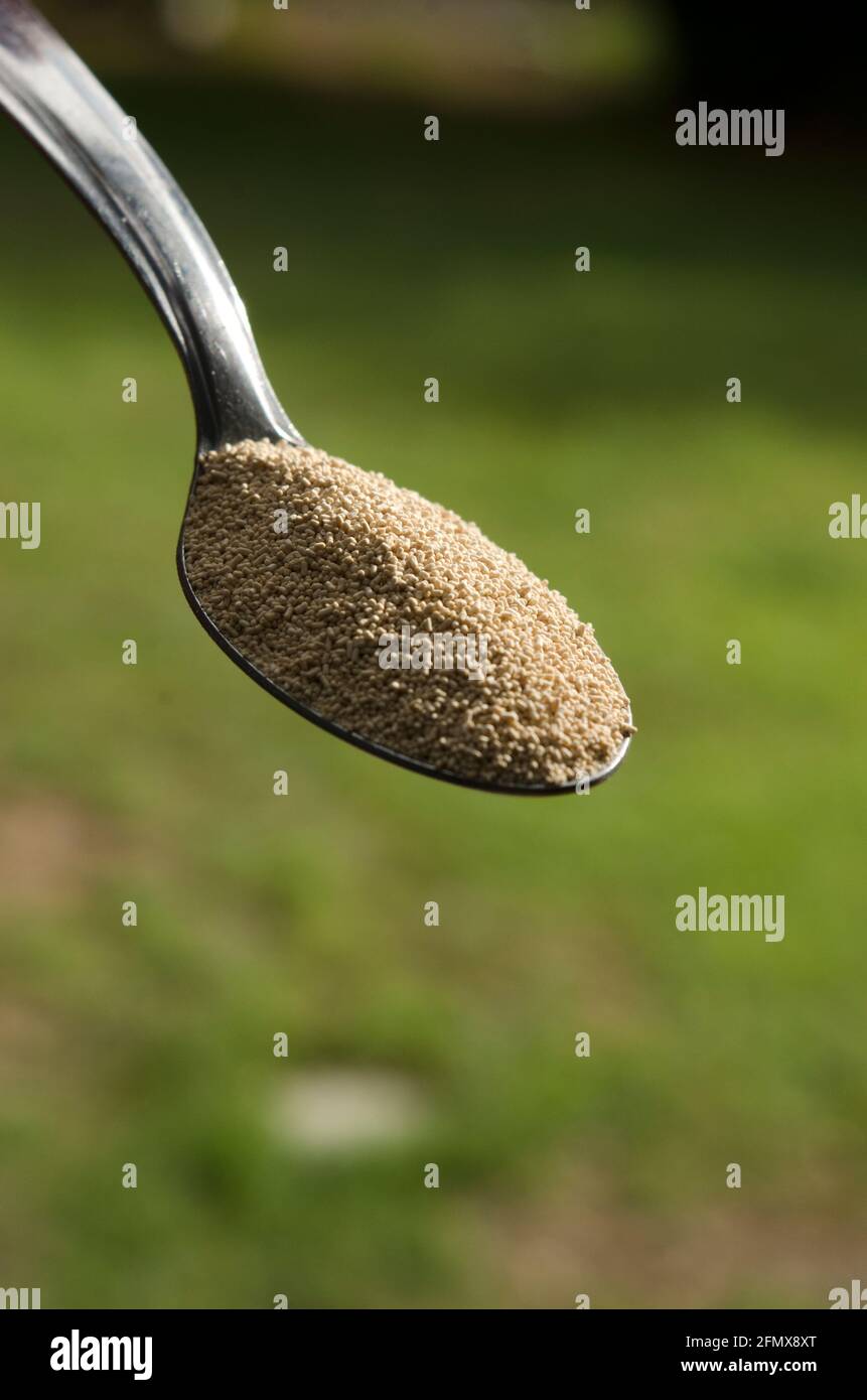 a spoonful of baking powder with a metal spoon on the background of a ...