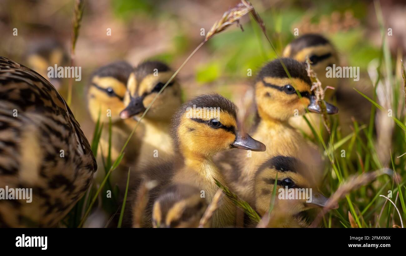 Happy birds hi-res stock photography and images - Alamy