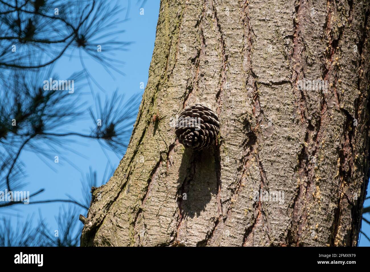 A single pine cone growing on the side of a tree Stock Photo - Alamy