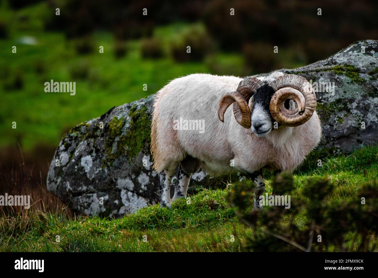 Snowdonia wildlife hi-res stock photography and images - Alamy