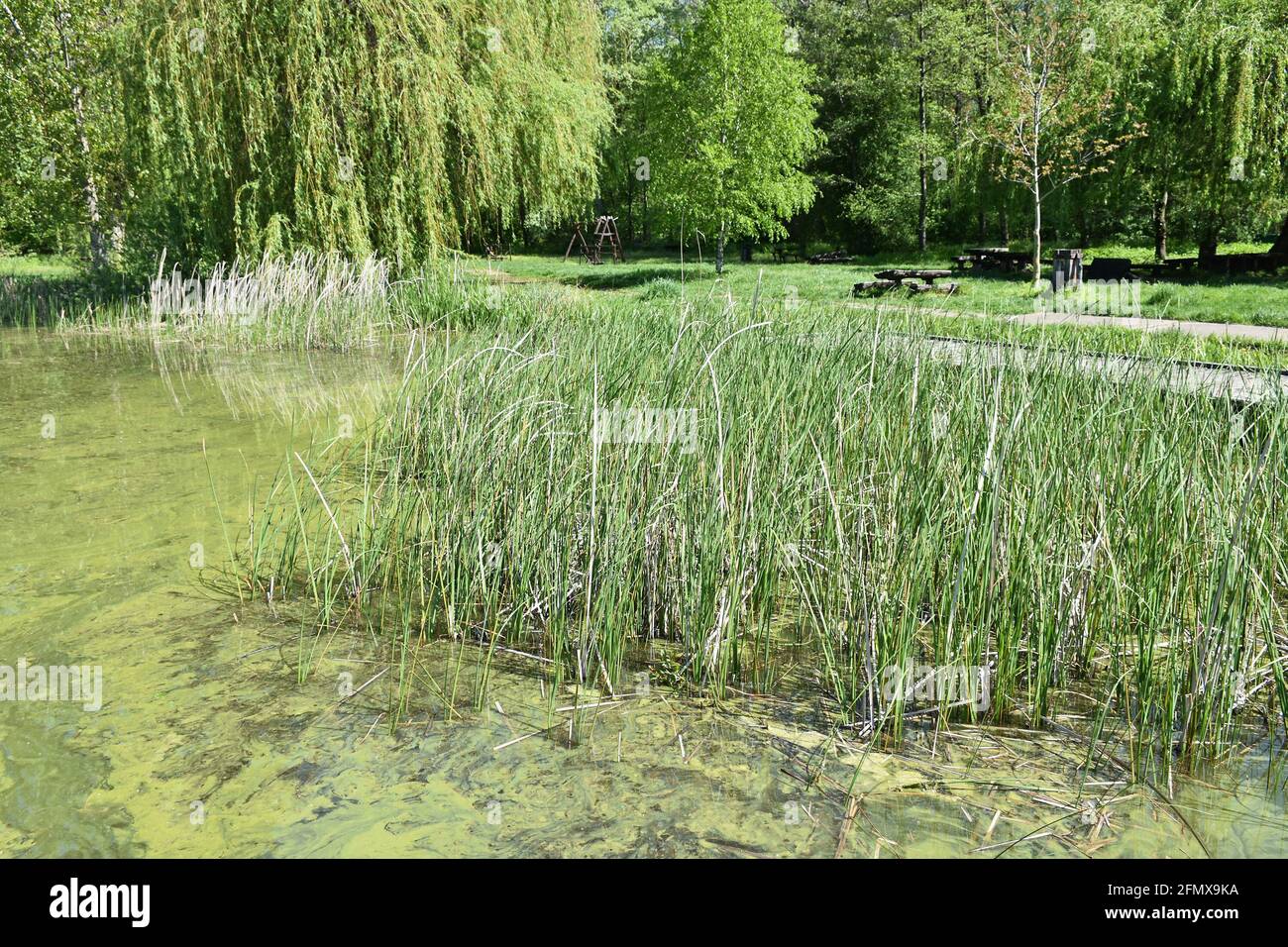 Green colored water hi-res stock photography and images - Alamy