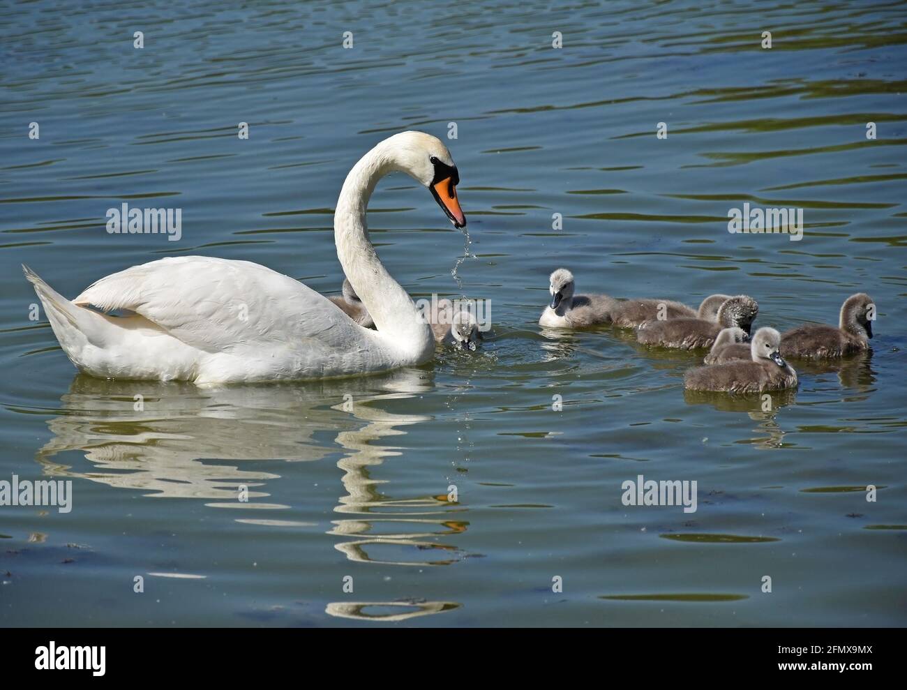 Swan family spring time hi-res stock photography and images - Alamy