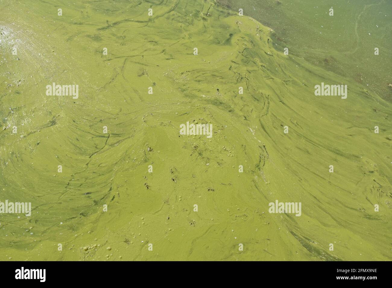 Dirty green colored water surface of the lake Stock Photo - Alamy