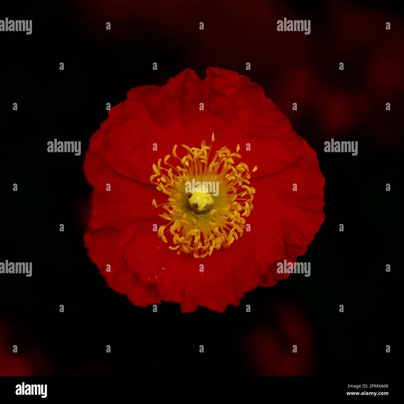 Single red Poppy in darkness Stock Photo - Alamy