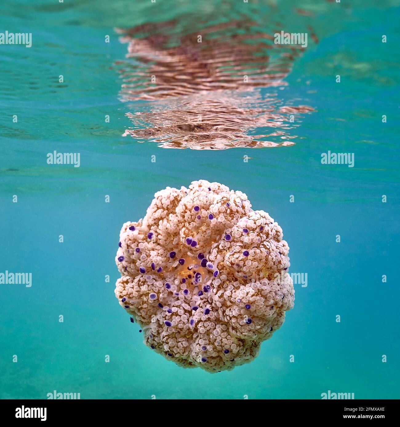 Cotylorhiza tuberculata jellyfish mediterranean hi-res stock ...