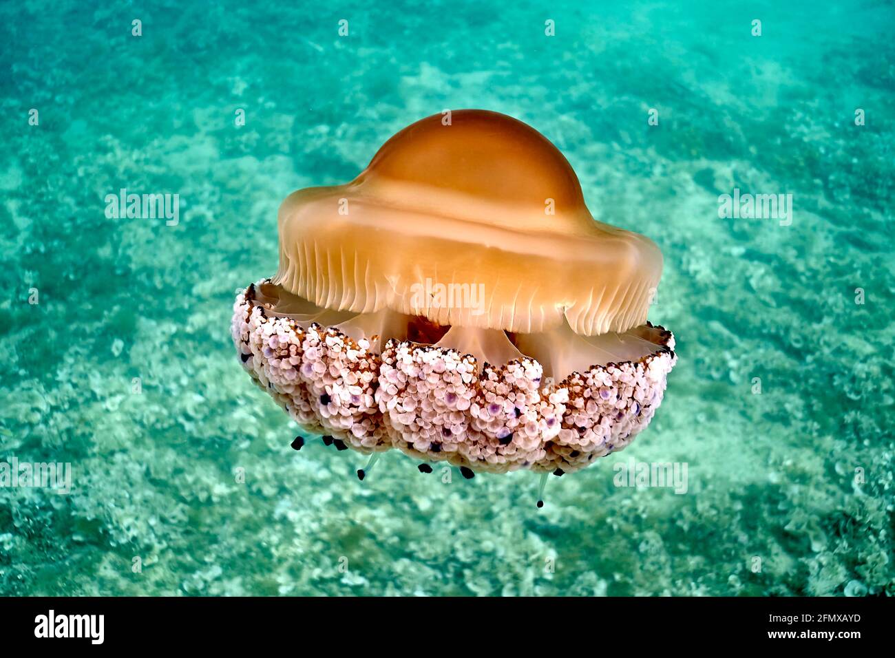 Cotylorhiza tuberculata jellyfish mediterranean hi-res stock ...