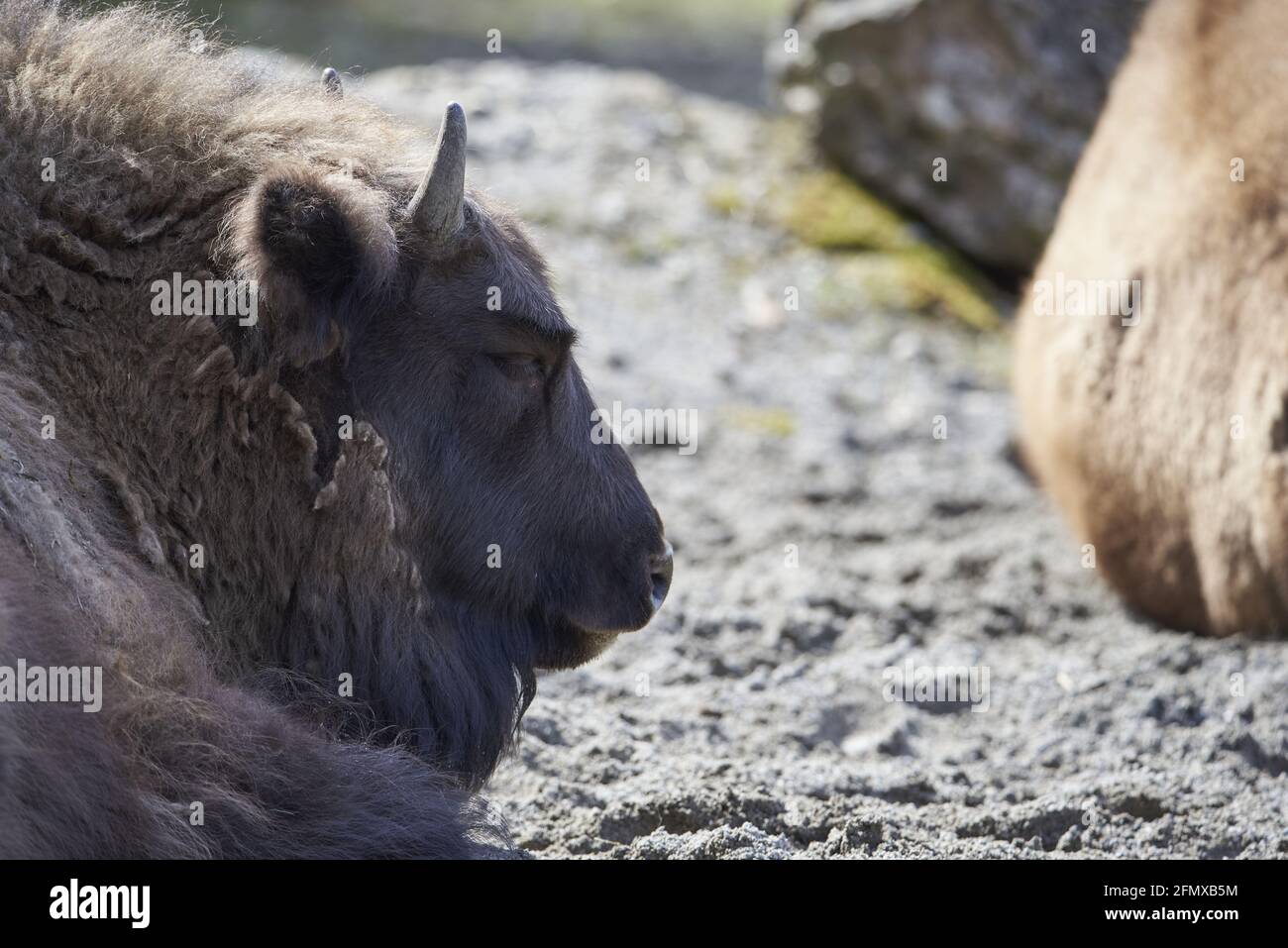 the head ofEuropean bison Stock Photo - Alamy
