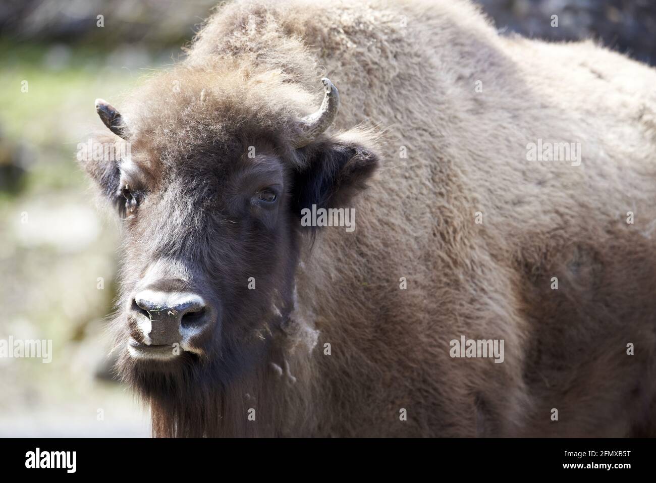 the look of European bison Stock Photo - Alamy
