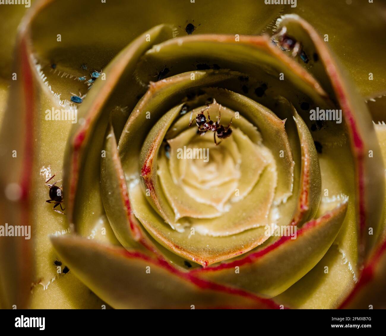 Closeup shot of insects on a succulent plant Stock Photo - Alamy