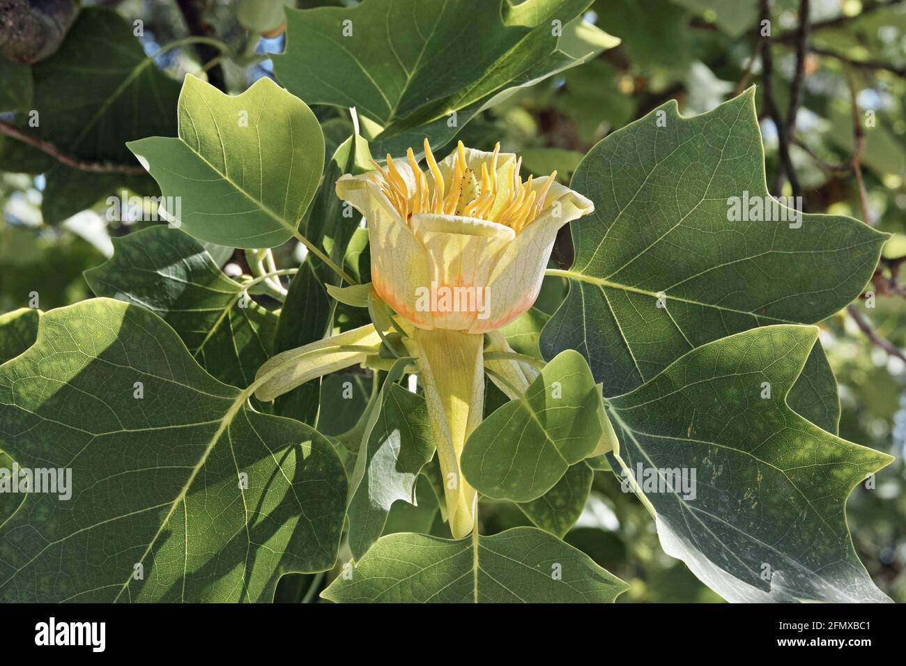 american tulip tree in bloom, flower and leaves Stock Photo - Alamy