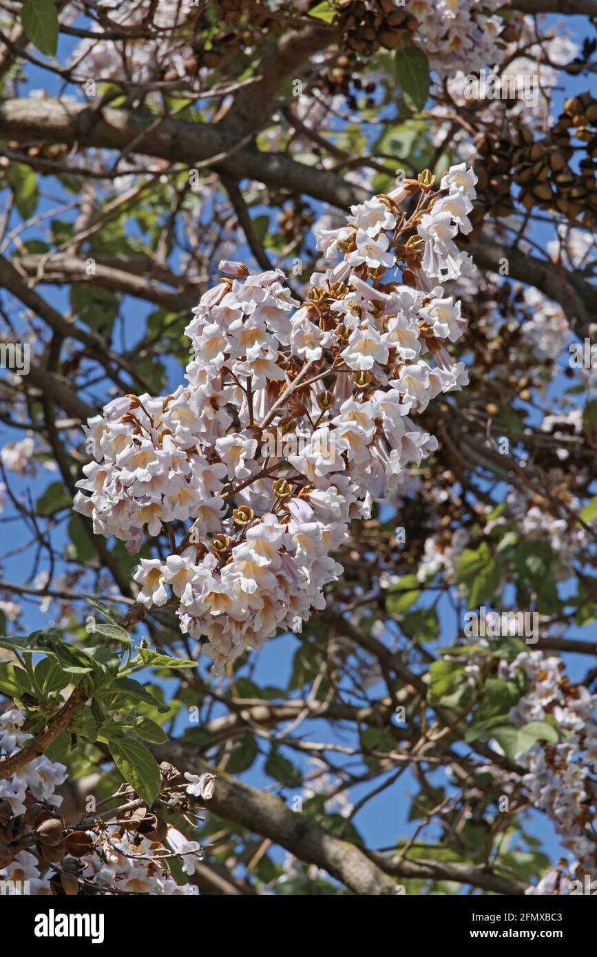 inflorescence of paulownia tomentosa, scrophulariaceae, princess tree ...