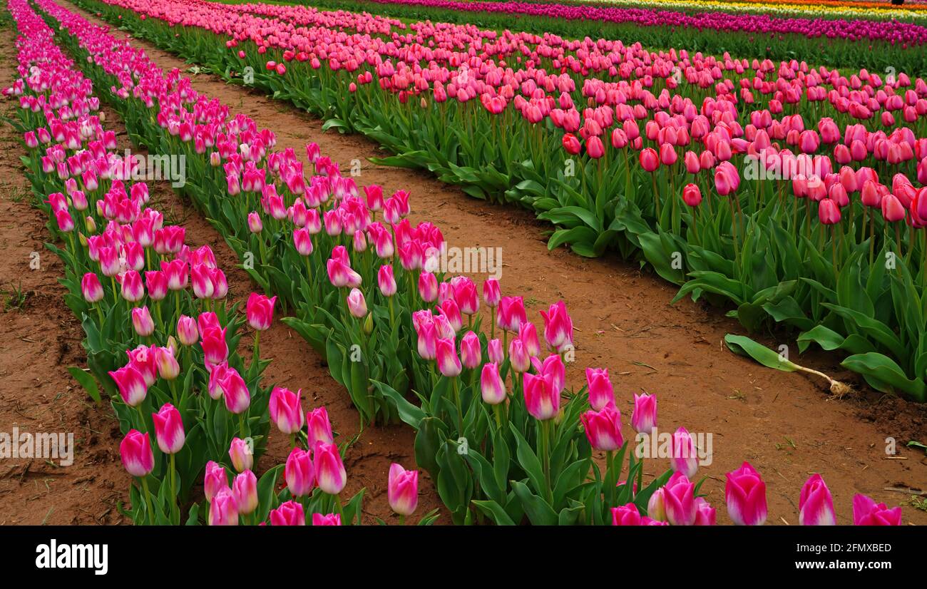 View of a colorful tulip field with flowers in bloom in Cream Ridge ...