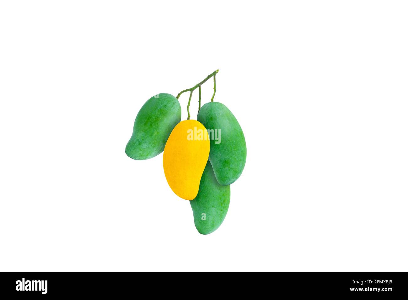 Mid Mango Ripe