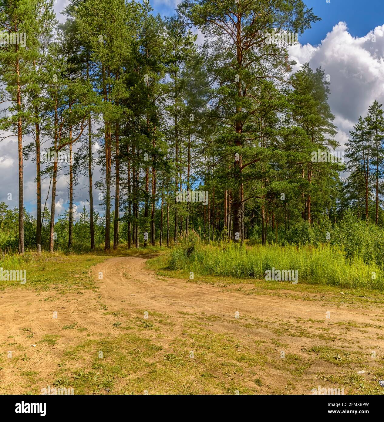 Landscape with a pine forest and a country road Stock Photo - Alamy