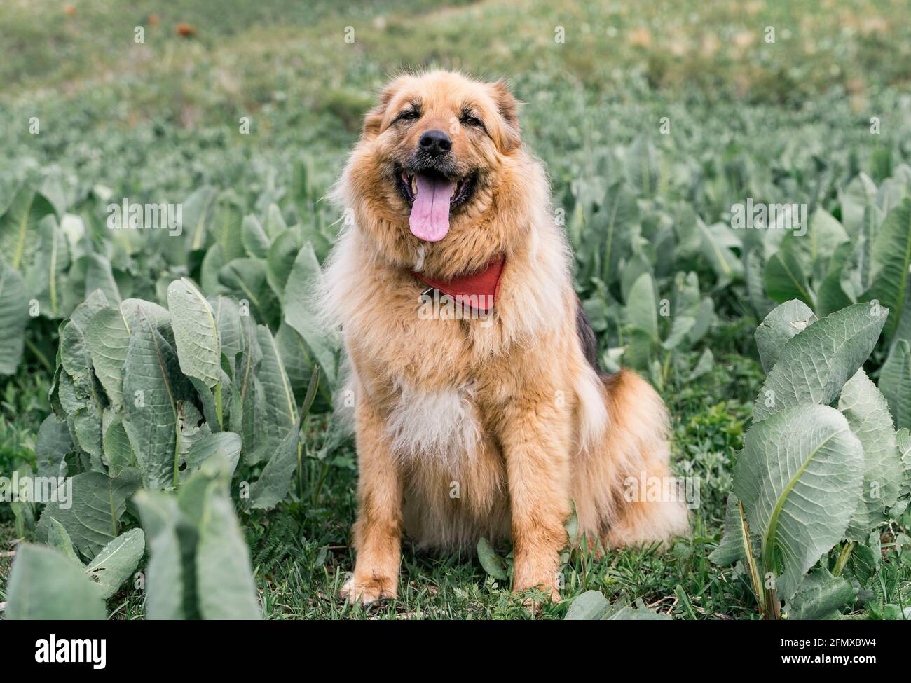 Happy cute fluffy beige dog outdoors in summer Stock Photo - Alamy