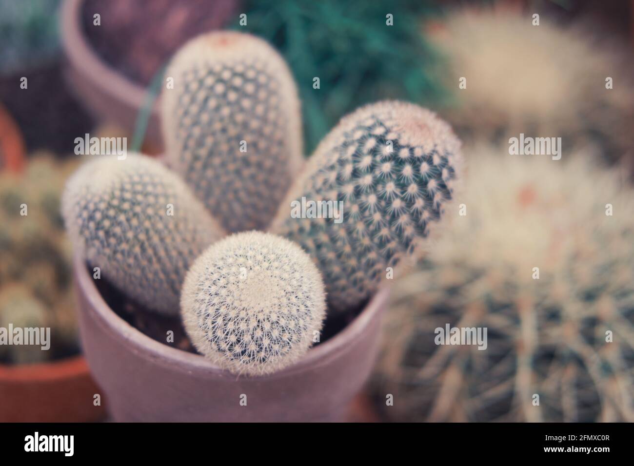 Four young cactus in one pot, close up Stock Photo - Alamy