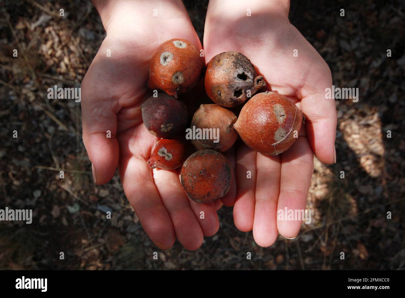 oak gall seeds in hand Stock Photo - Alamy
