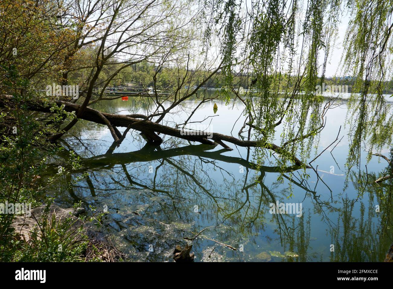 Weeping willows over the water hi-res stock photography and images - Alamy