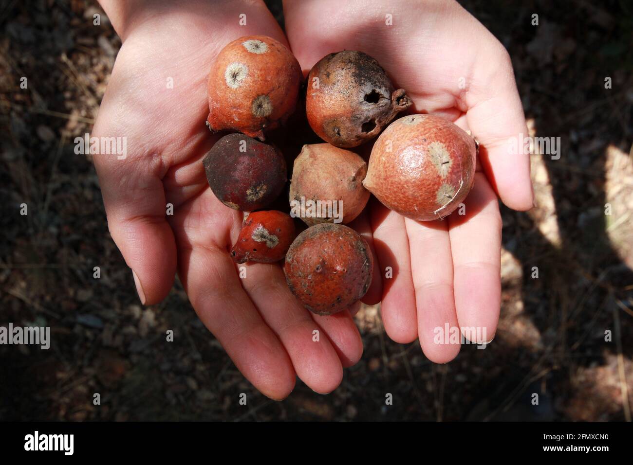 oak gall seeds in hand Stock Photo - Alamy