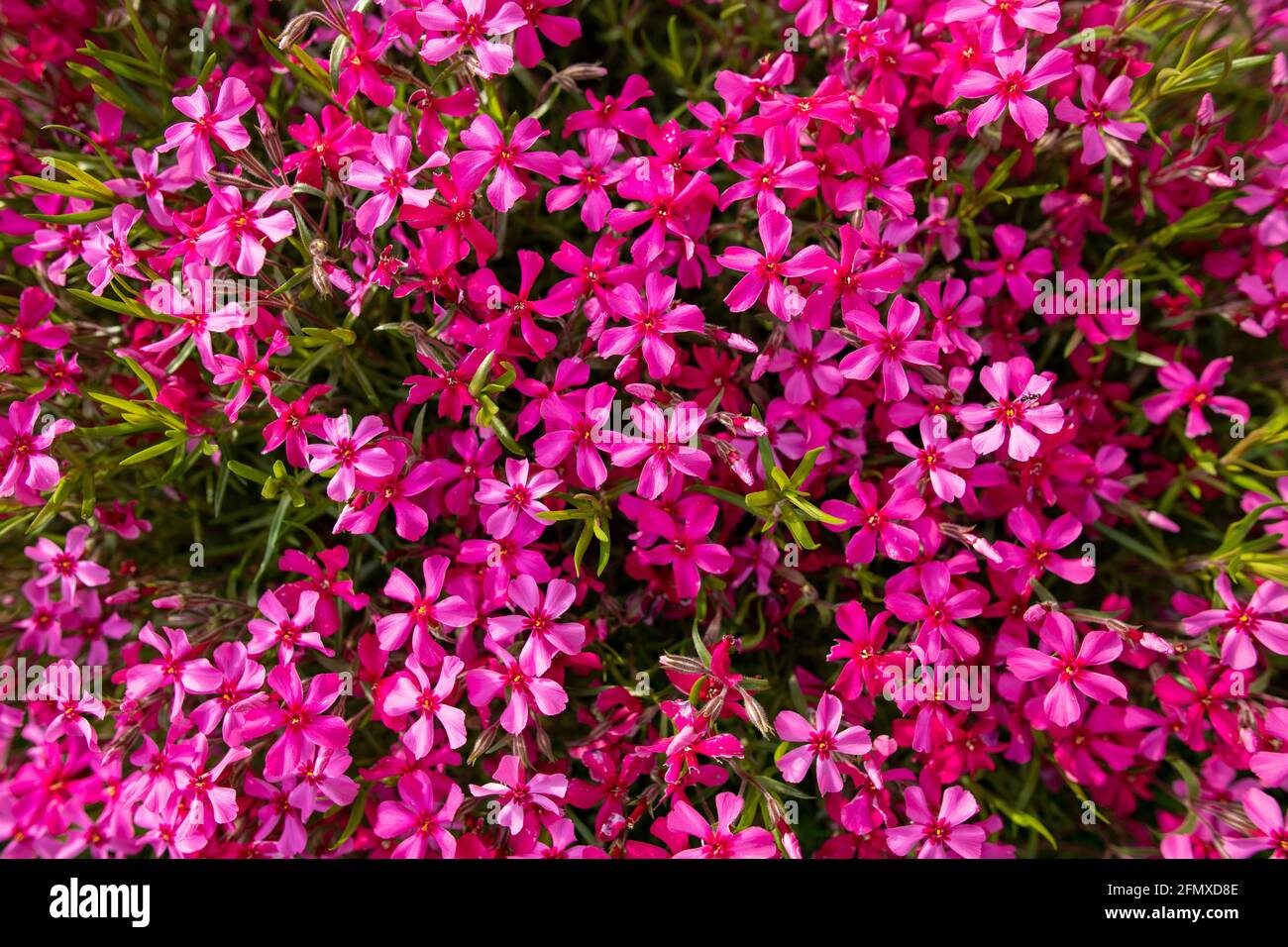 Pink creeping phlox. Blooming phlox in spring garden, top view close up ...