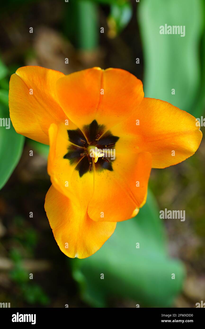 Giant darwin hybrid hi-res stock photography and images - Alamy