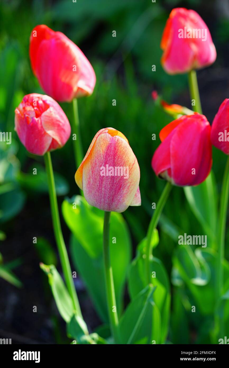 Bicolor giant Darwin tulip flowers in the spring garden Stock Photo - Alamy