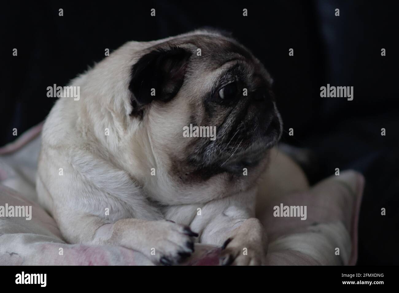 Pug side hi-res stock photography and images - Alamy