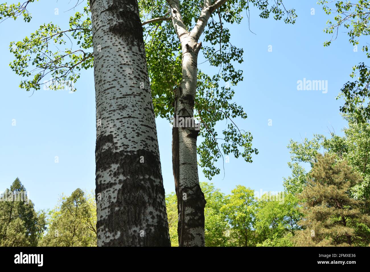 Tree branch shadows hi-res stock photography and images - Alamy