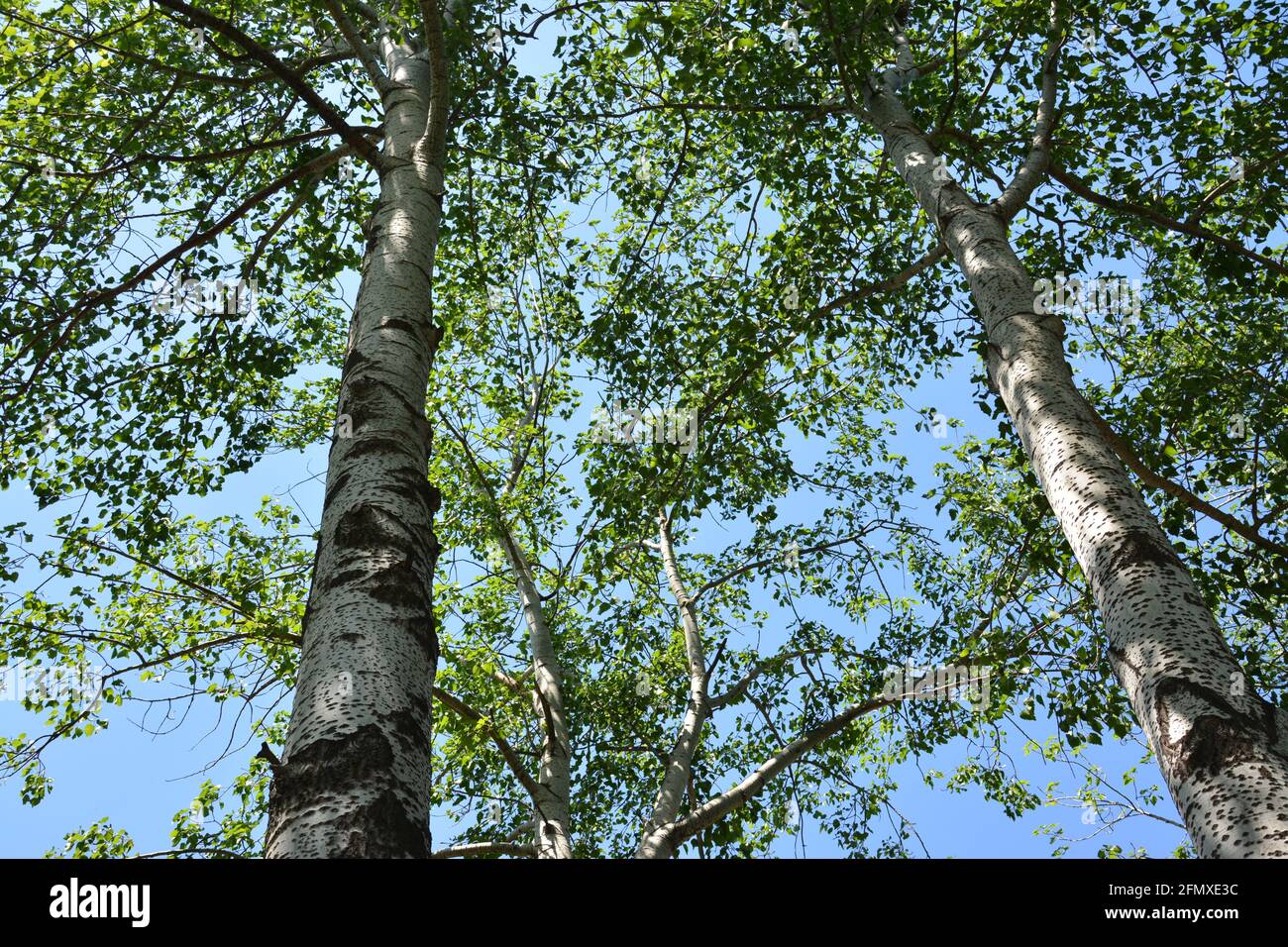 Landscape beautiful birch trees grow hi-res stock photography and ...