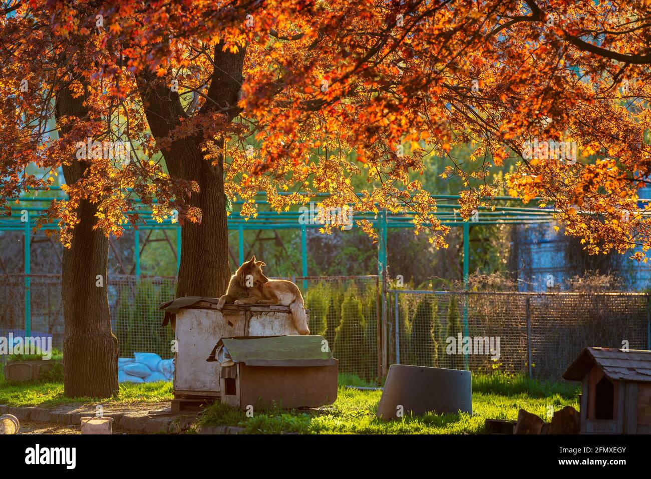 Dog and the dog house. Idyllic scene of dog life in the yard Stock ...