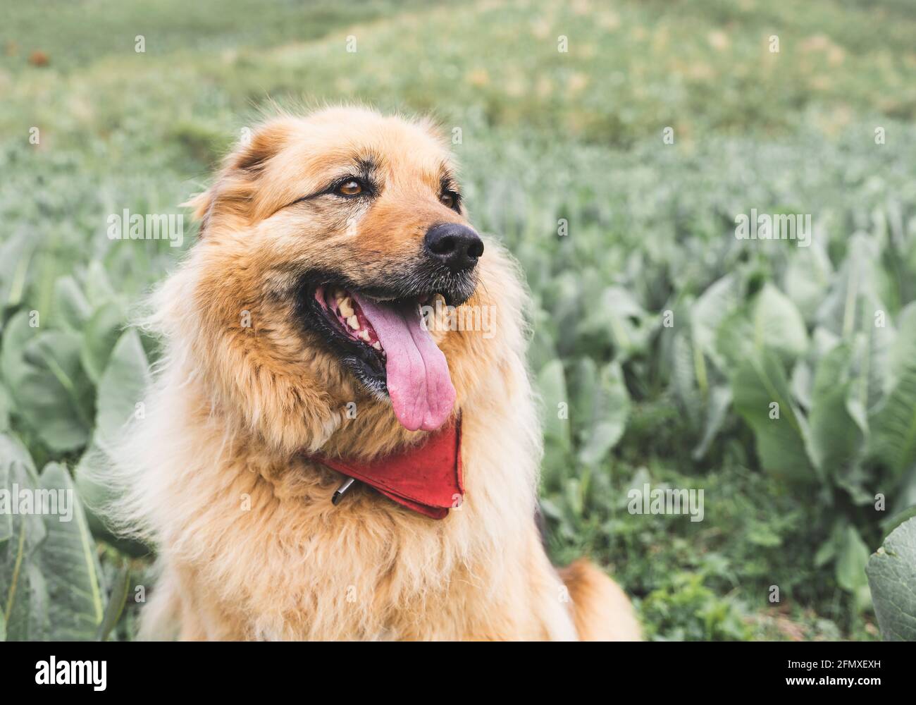Happy cute fluffy beige dog outdoors in summer Stock Photo - Alamy