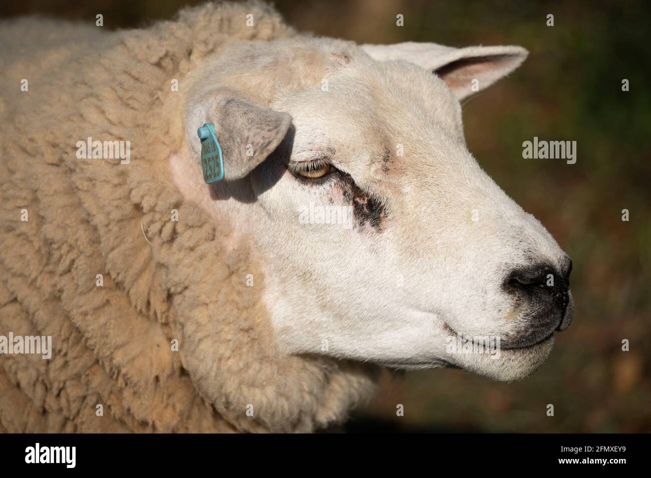 Portrait of a texel ram Stock Photo - Alamy