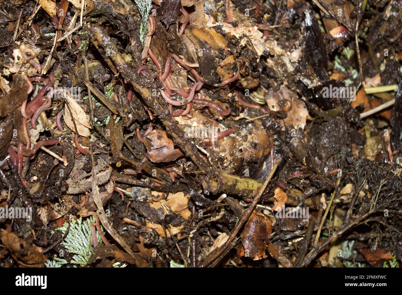 Closeup shot of many earthworms in the compost in the garden Stock ...