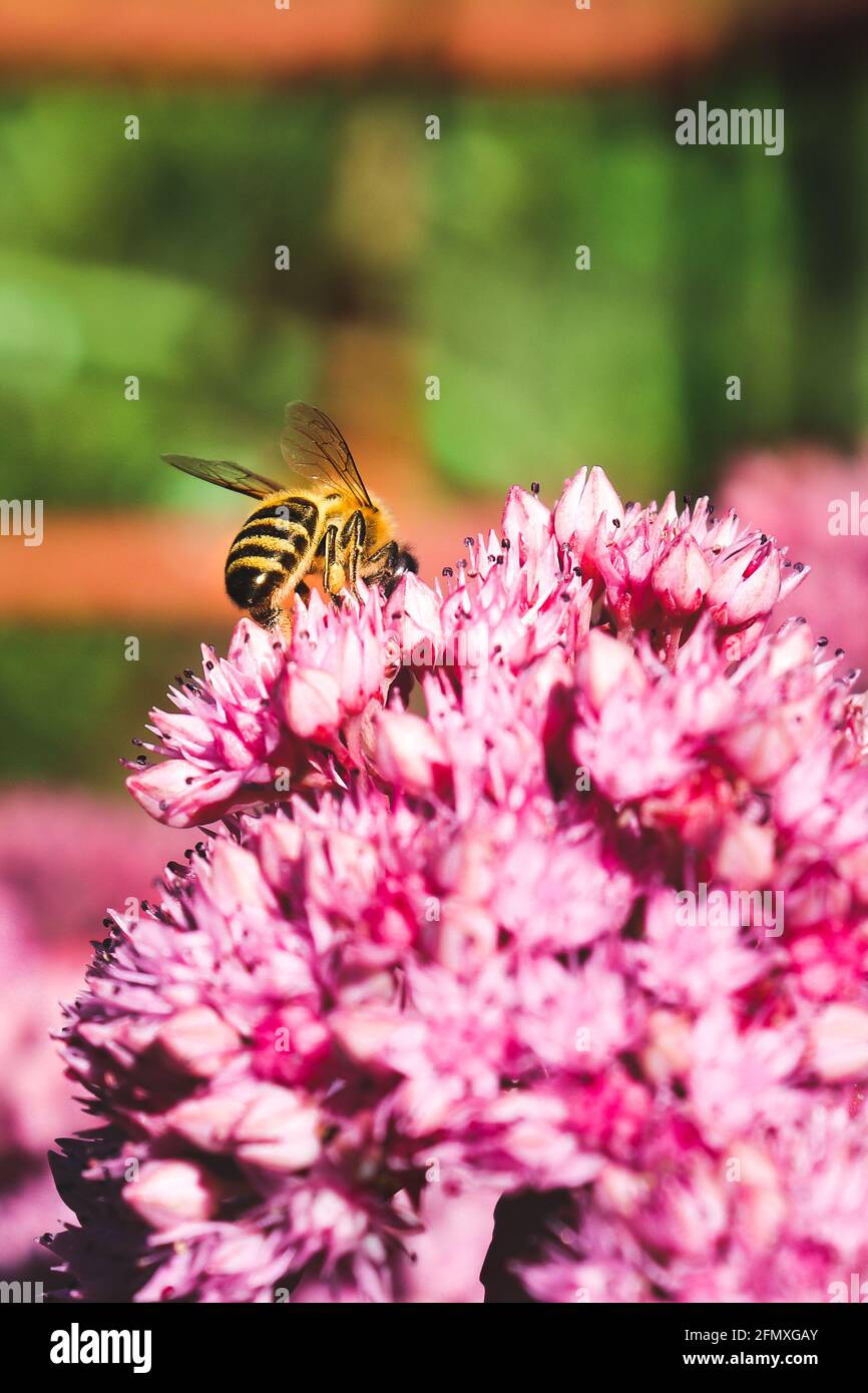 Bee flower scenery hi-res stock photography and images - Alamy