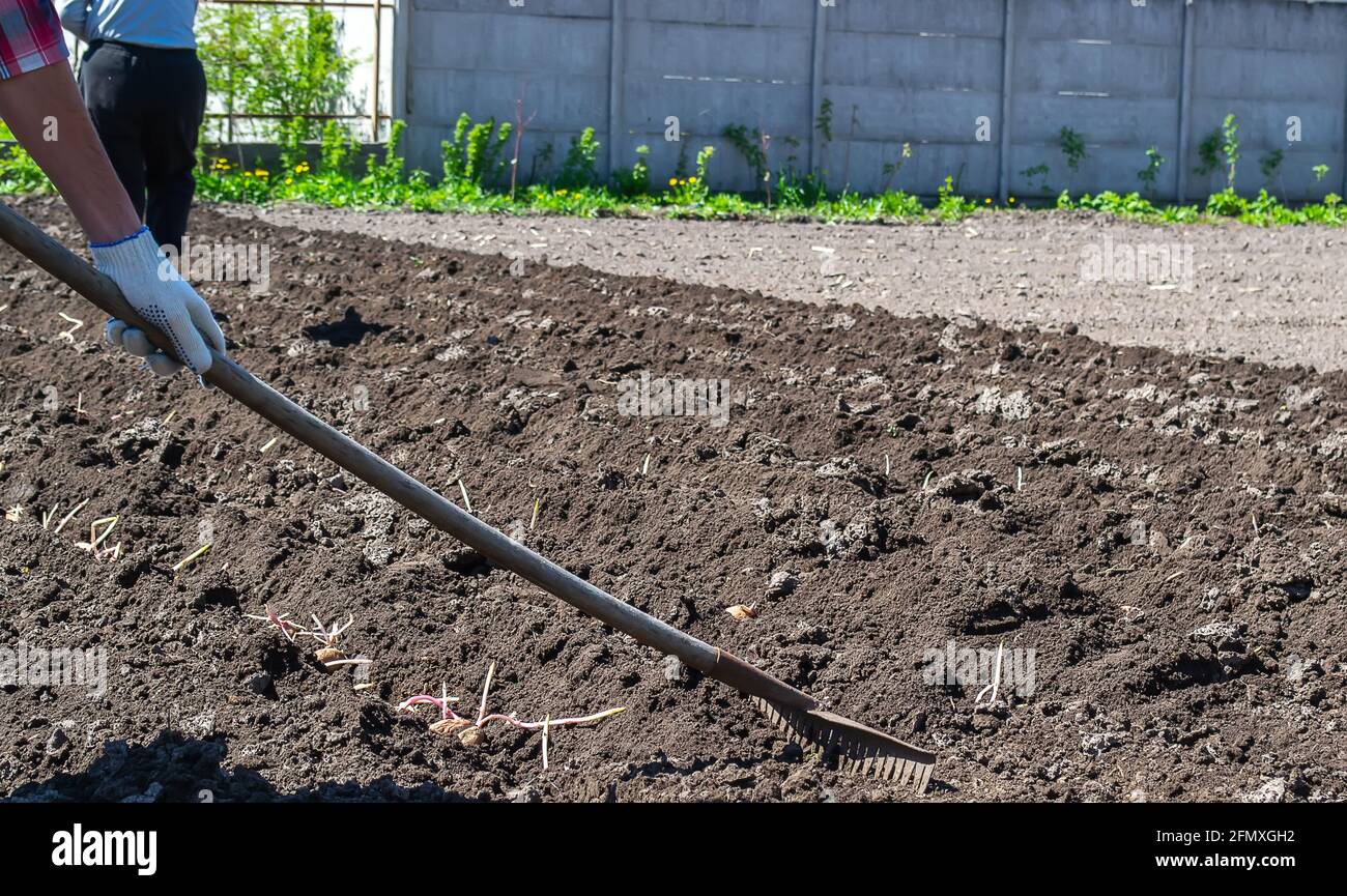 working on a potato field with a old tractor Stock Photo - Alamy