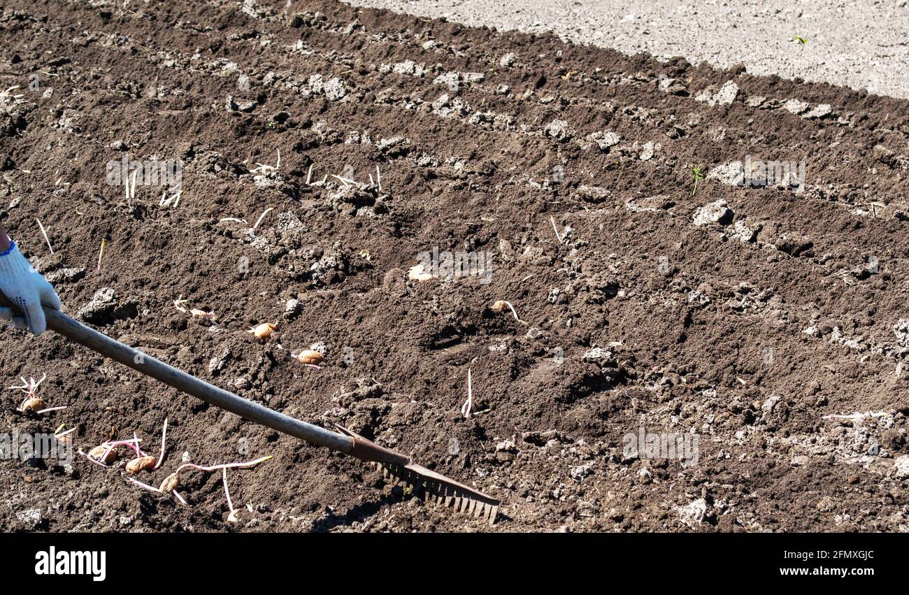 working on a potato field with a old tractor Stock Photo - Alamy