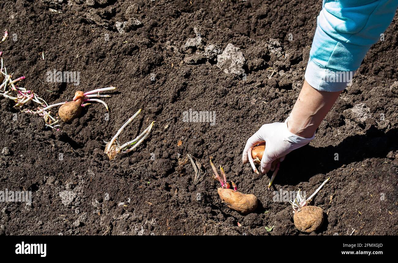 working on a potato field with a old tractor Stock Photo - Alamy