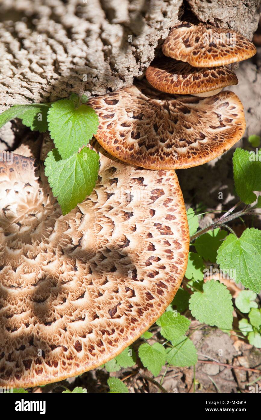 Pheasants back mushroom hi-res stock photography and images - Alamy