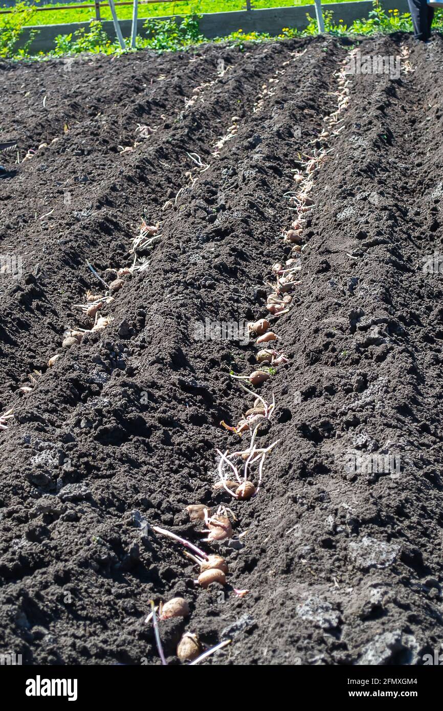 working on a potato field with a old tractor Stock Photo - Alamy