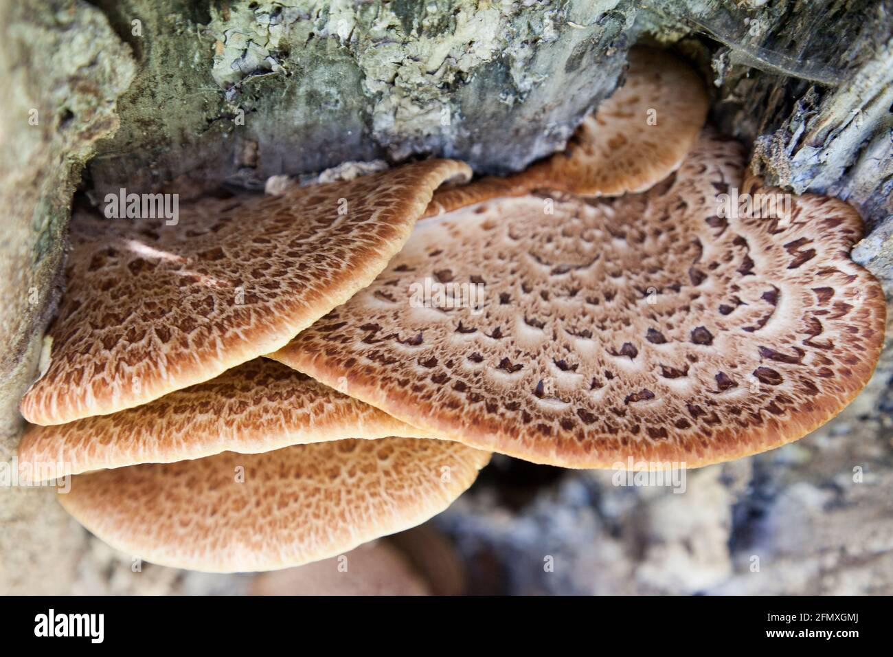 Pheasants back mushroom hi-res stock photography and images - Alamy