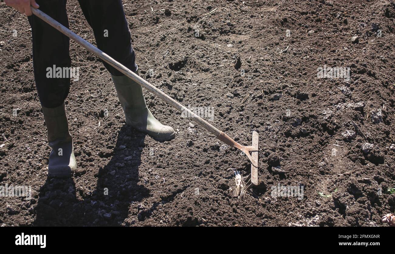 working on a potato field with a old tractor Stock Photo - Alamy