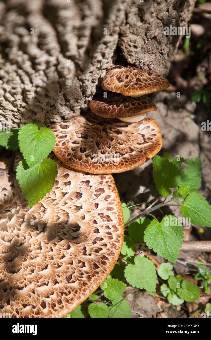 Pheasants back mushroom hi-res stock photography and images - Alamy