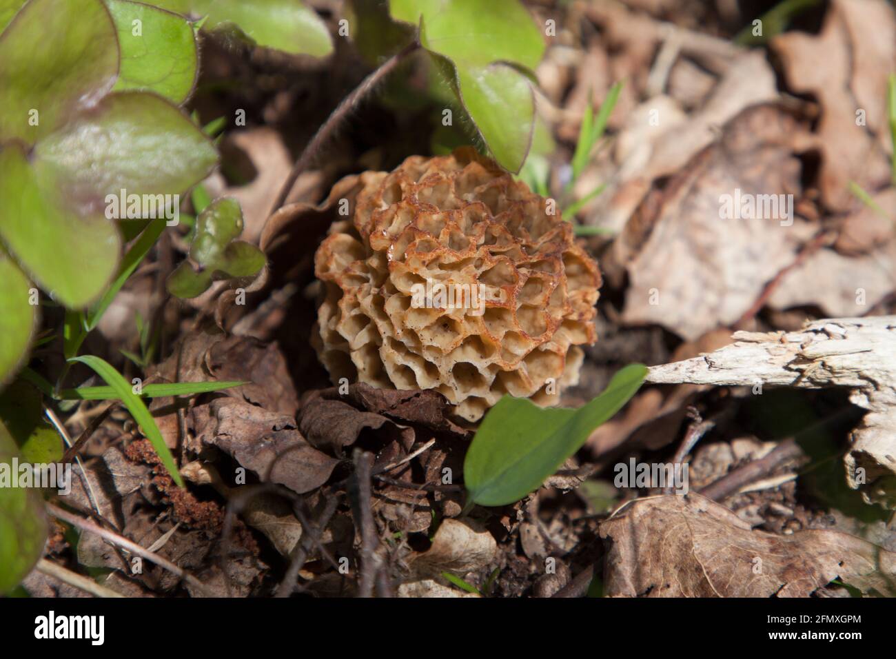 Smardz jadalny hi-res stock photography and images - Alamy